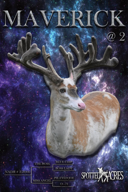Sheep – State Line Cryogenics